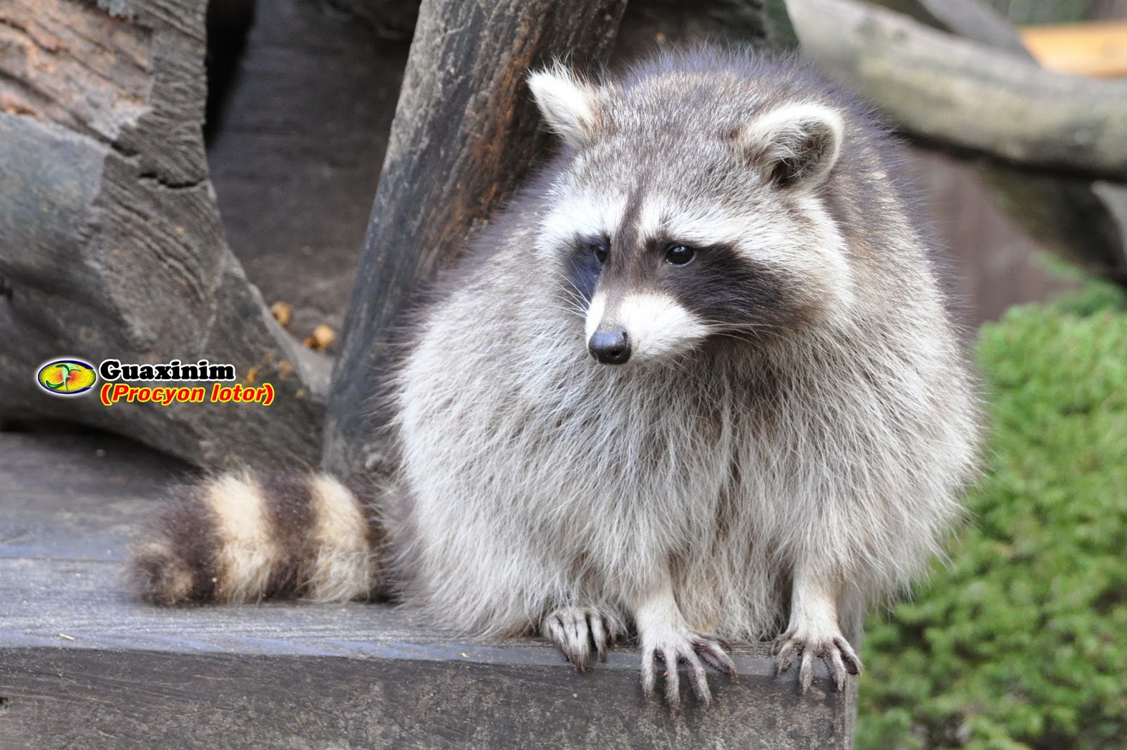 Zoologia: Guaxinim (Procyon lotor)